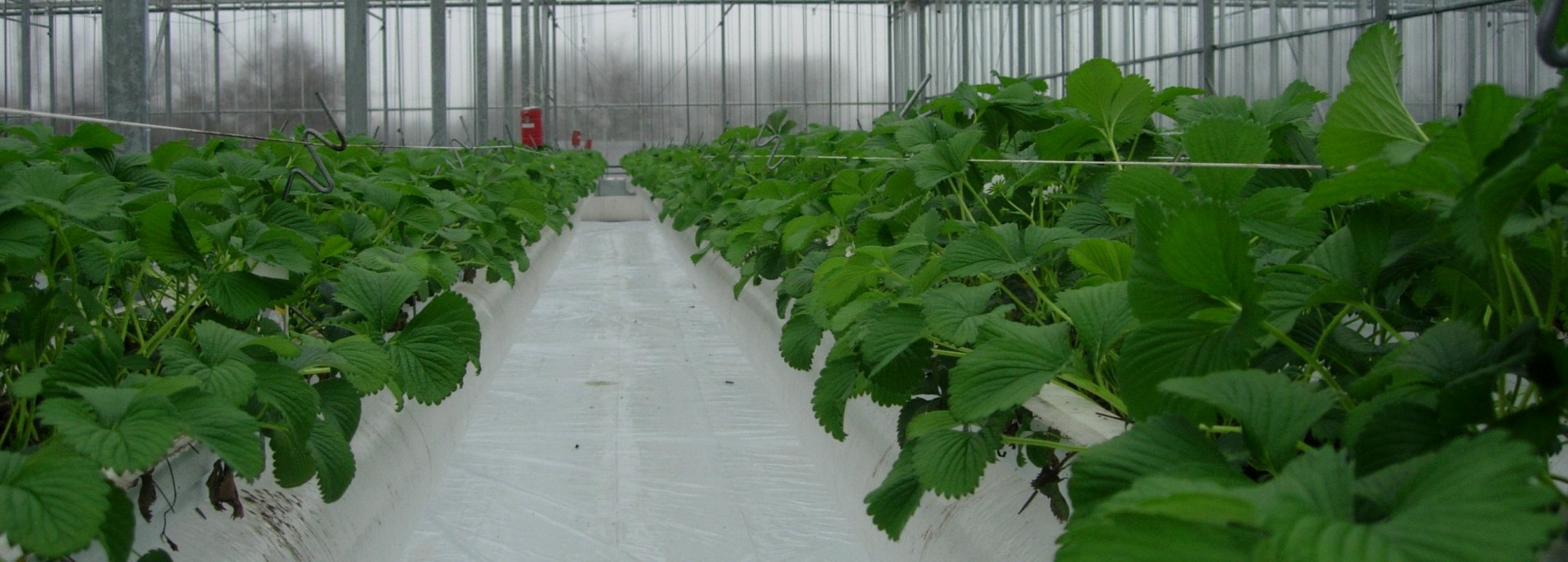 Fresh Forward |Strawberry | Varieties | Apples | Breeding | Marketing ...