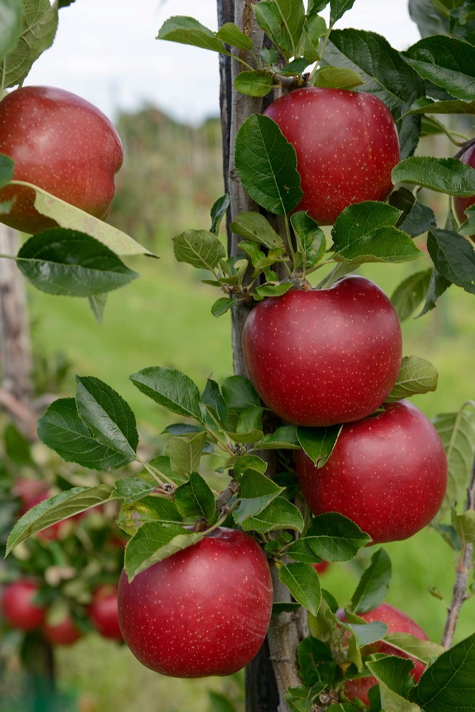 Fresh Forward |Strawberry | Varieties | Apples | Breeding | Marketing ...